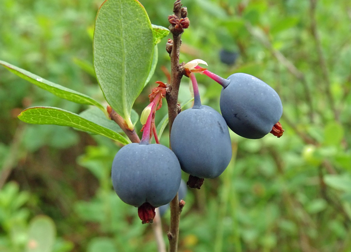 Vaccinium uliginosum, Bog Bilberry