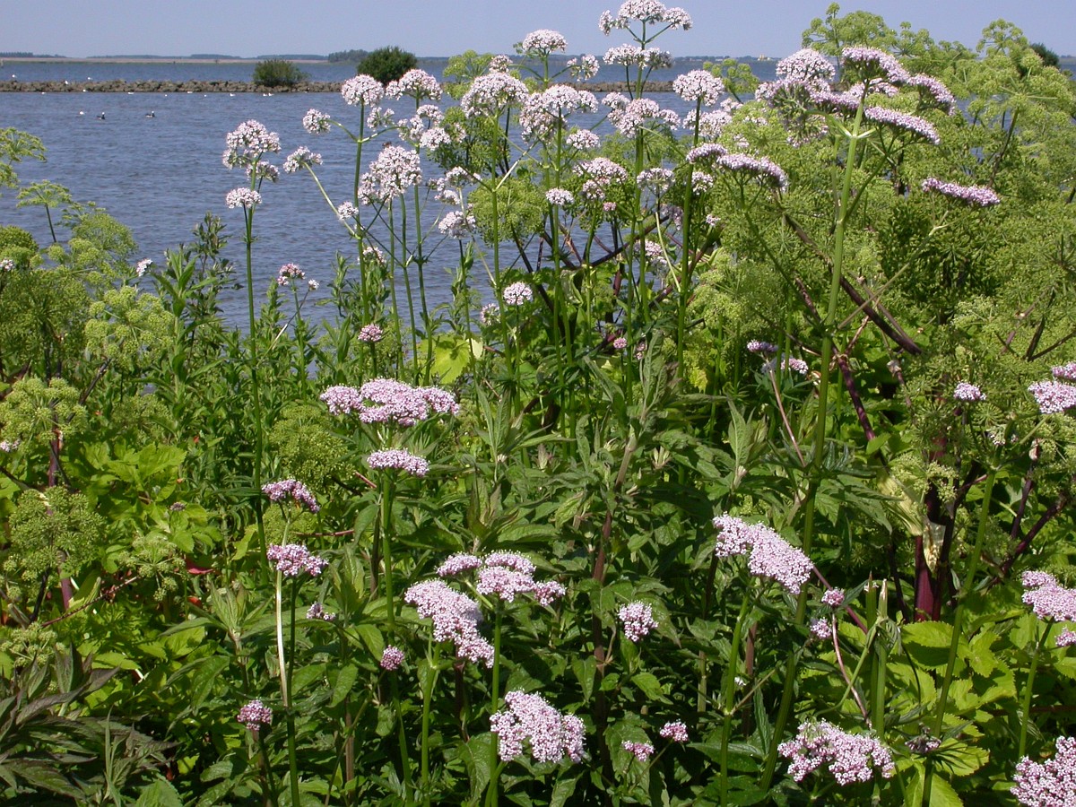 Valeriana officinalis, Common Valerian
