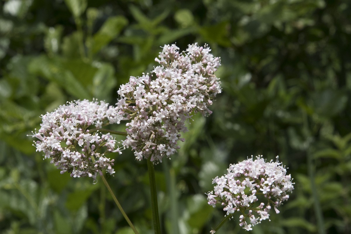 Valeriana officinalis, Common Valerian
