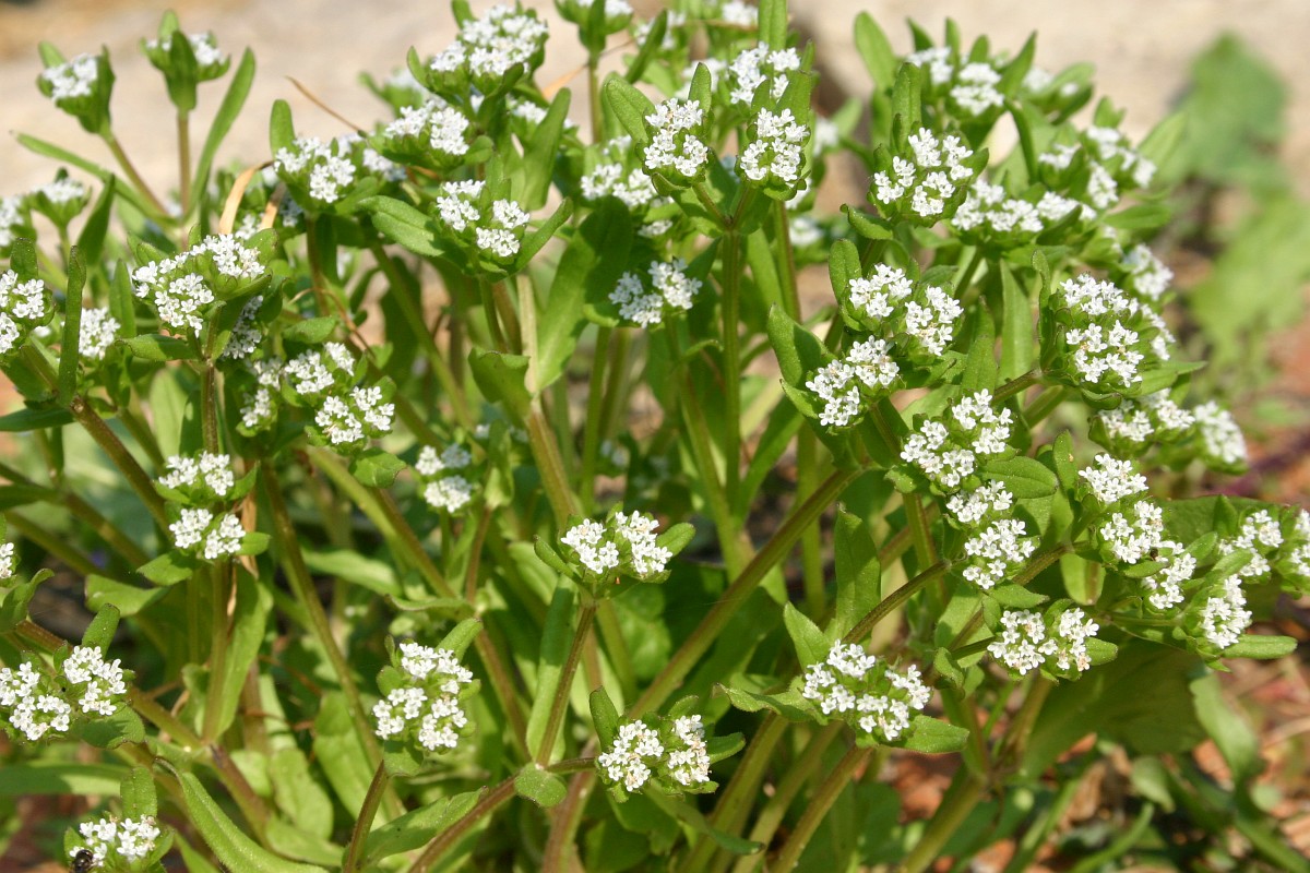 Valerianella locusta, Common Cornsalad