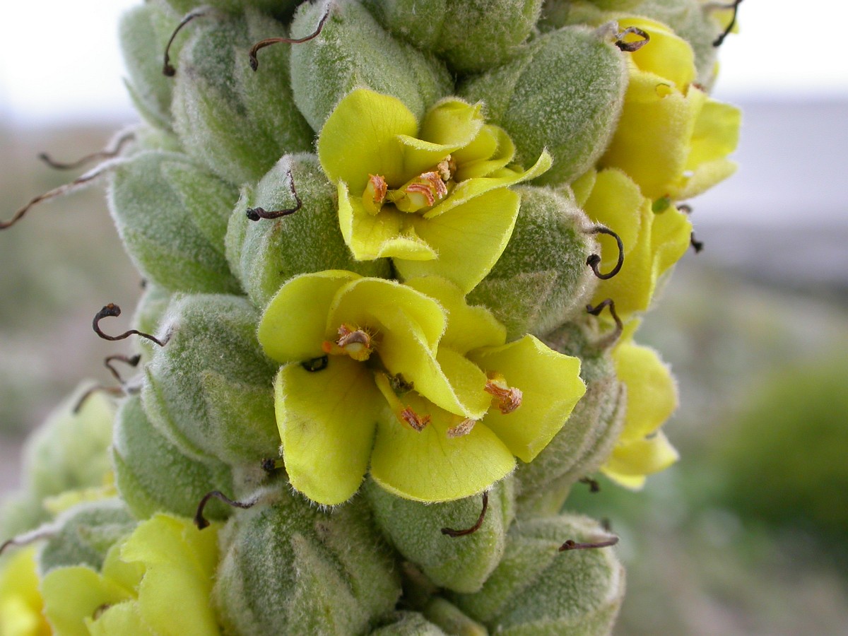 Verbascum thapsus, Great Mullein