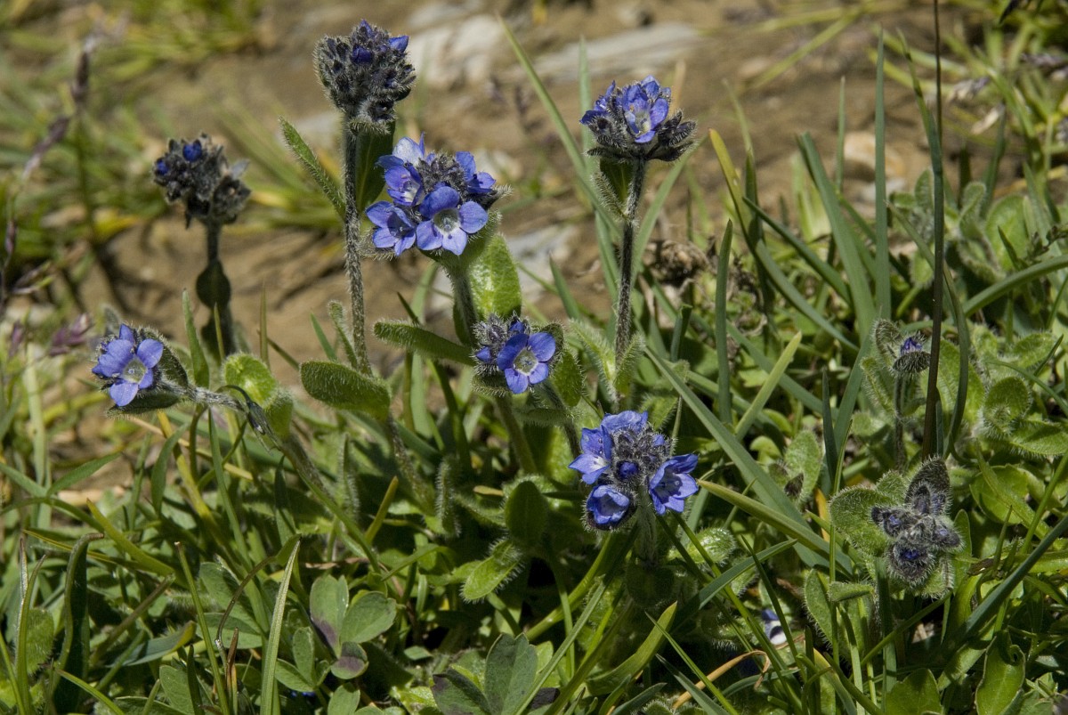 Veronica alpina, Alpine Speedwell