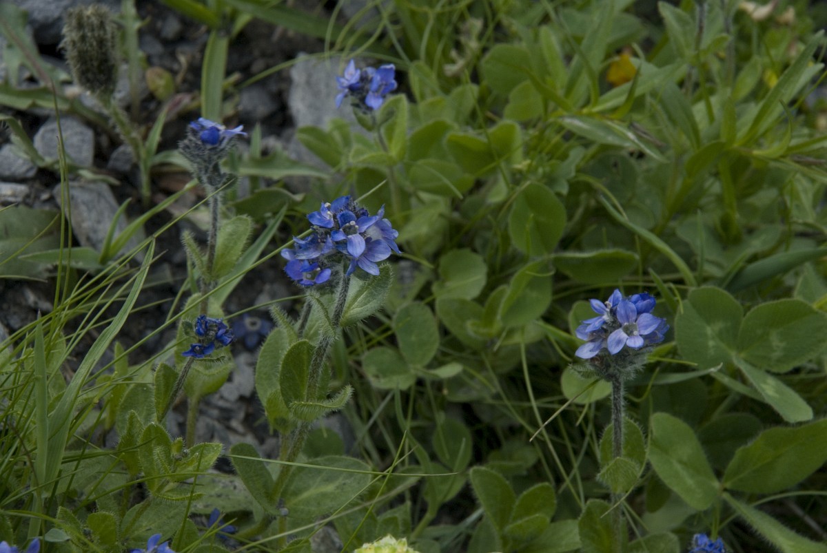 Veronica alpina, Alpine Speedwell