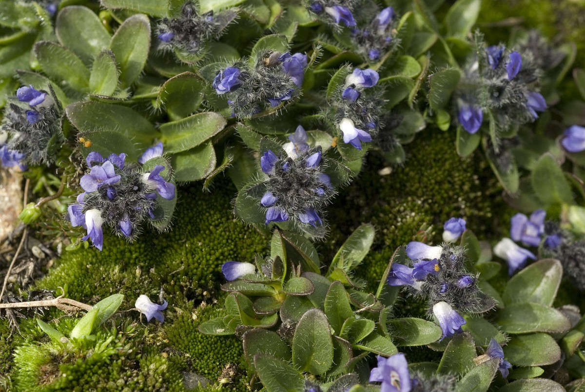 Veronica alpina, Alpine Speedwell