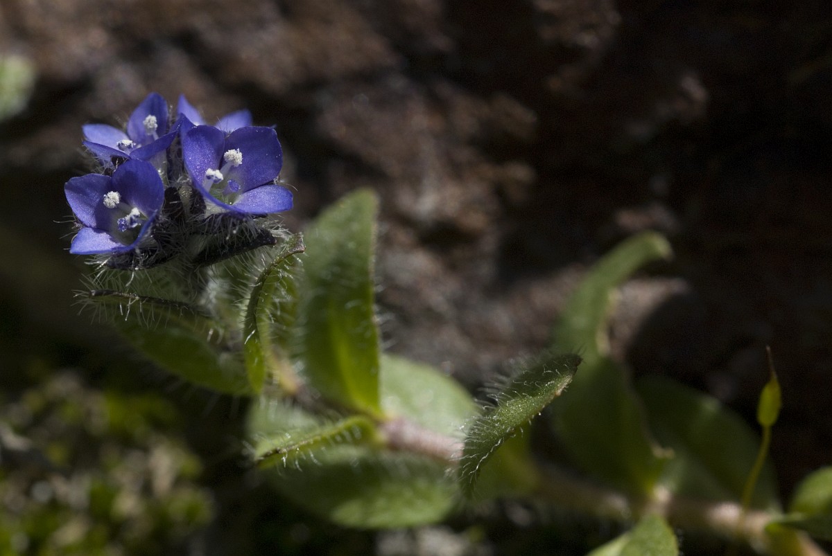 Veronica alpina, Alpine Speedwell