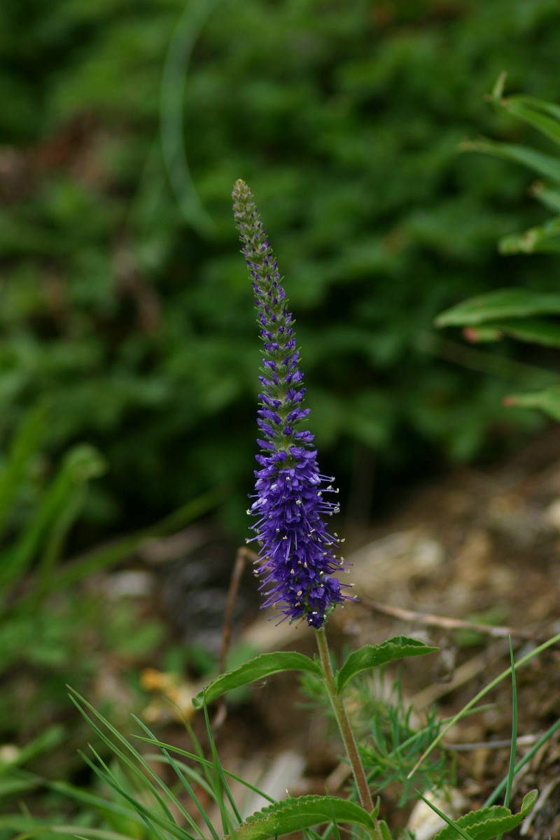 Veronica spicata, Spiked Speedwell