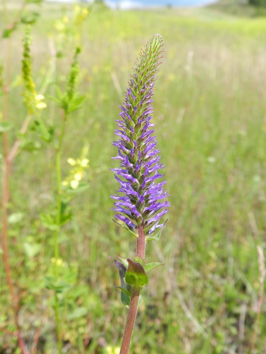 Veronica spicata, Spiked Speedwell