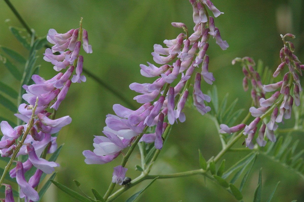 Vicia cracca, Tufted Vetch