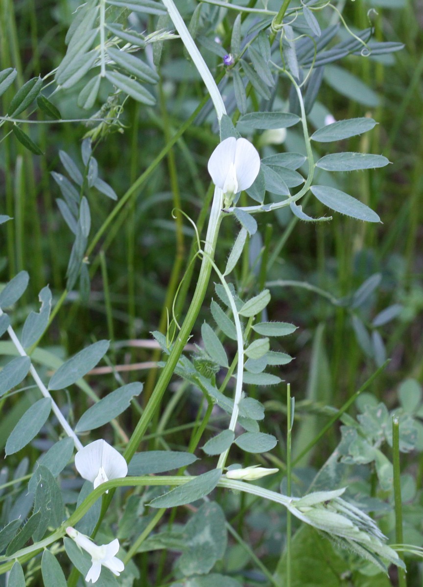 Vicia lutea, Yellow-vetch