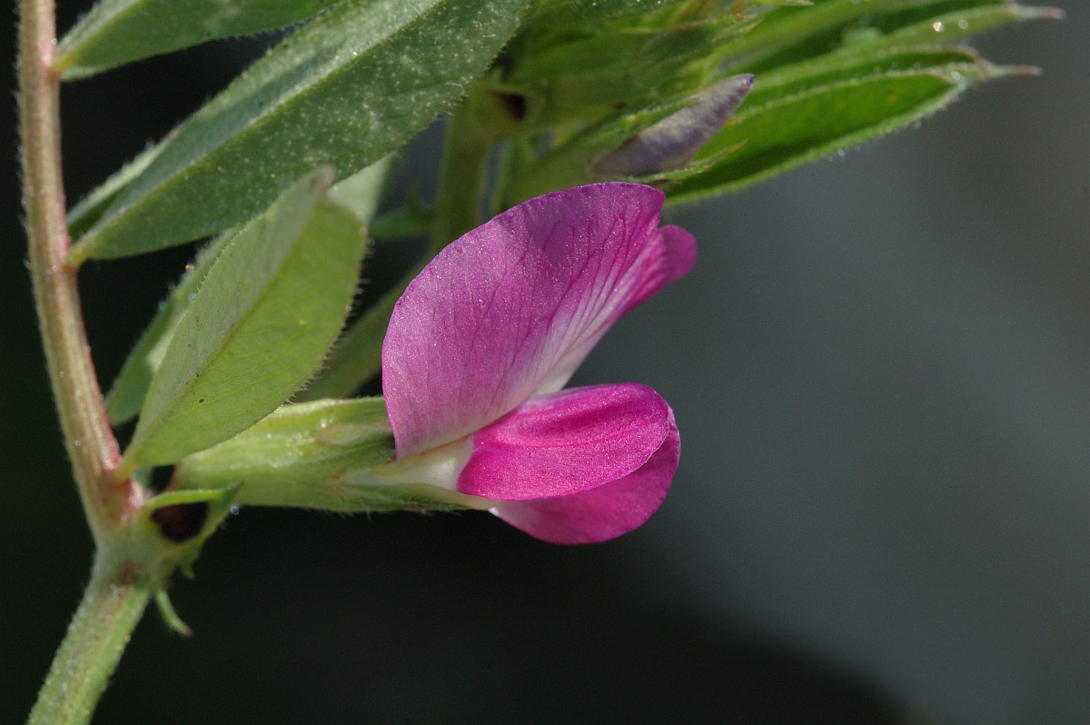 Vicia sativa, Common Vetch