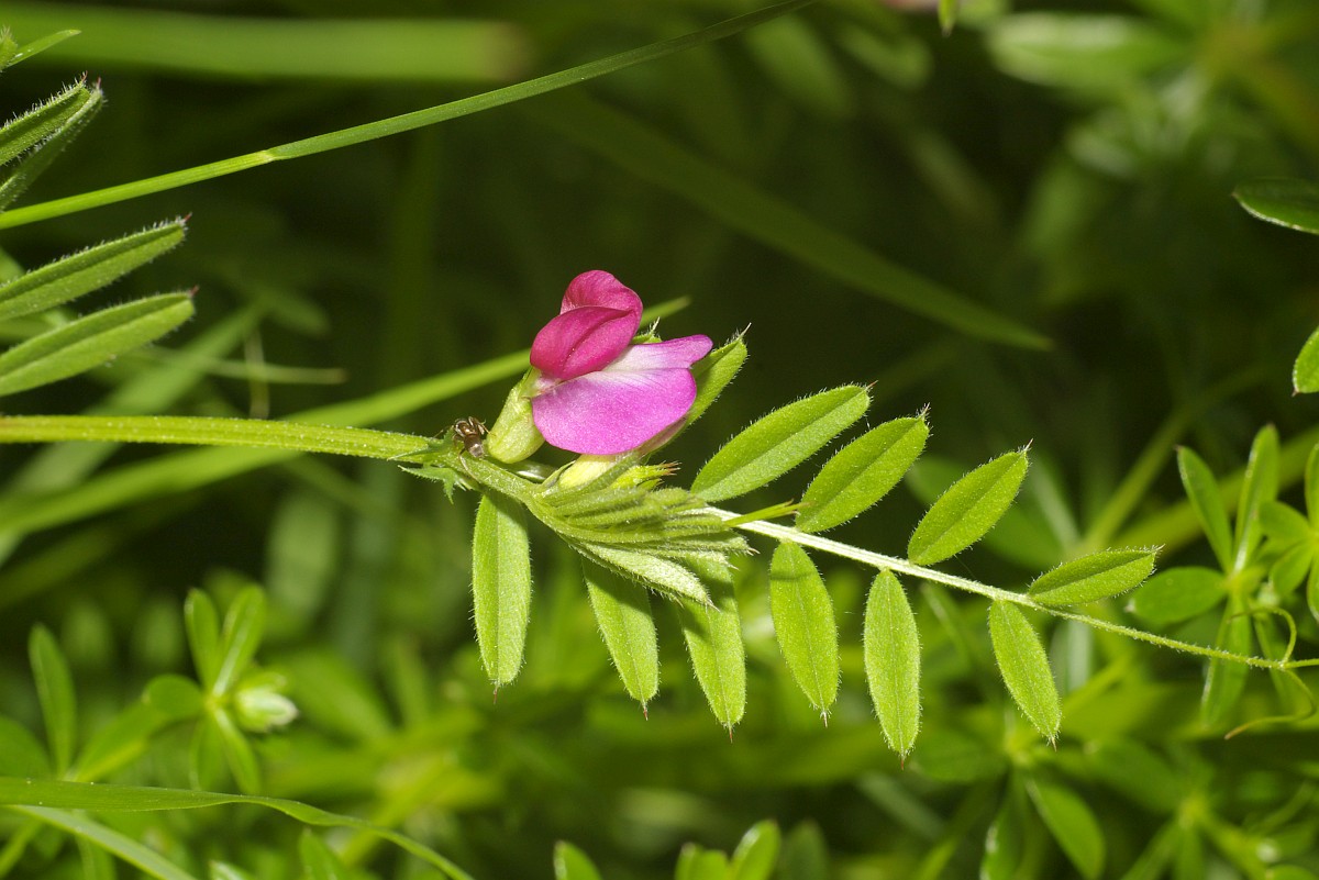 Vicia sativa, Common Vetch