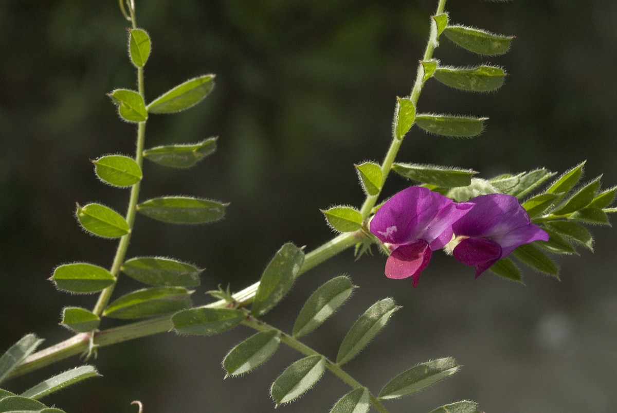 Vicia sativa, Common Vetch