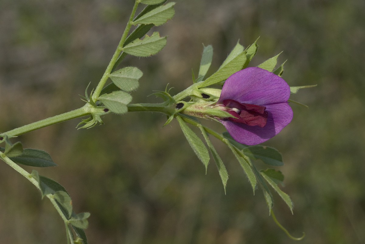 Vicia sativa, Common Vetch