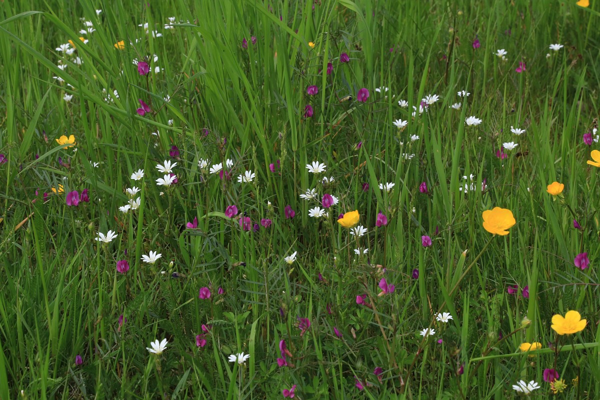 Vicia sativa, Common Vetch