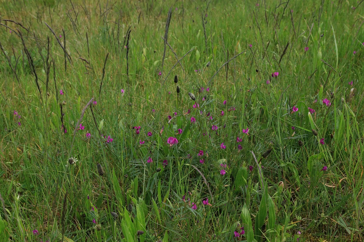 Vicia sativa, Common Vetch