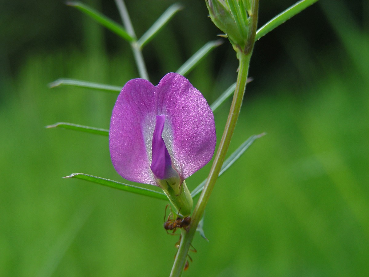Vicia sativa, Common Vetch