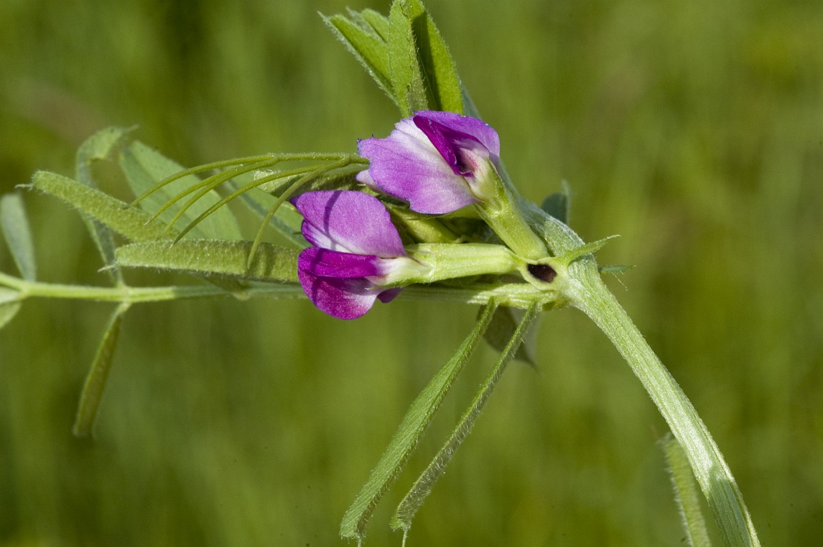 Vicia sativa, Common Vetch
