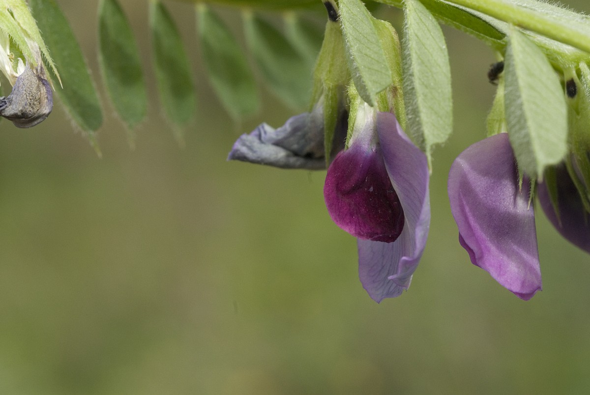 Vicia sativa, Common Vetch