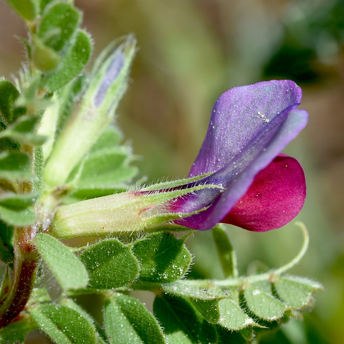 Vicia sativa, Common Vetch