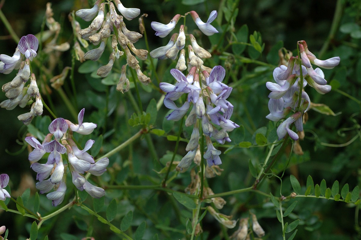 Vicia sylvatica, Wood Vetch