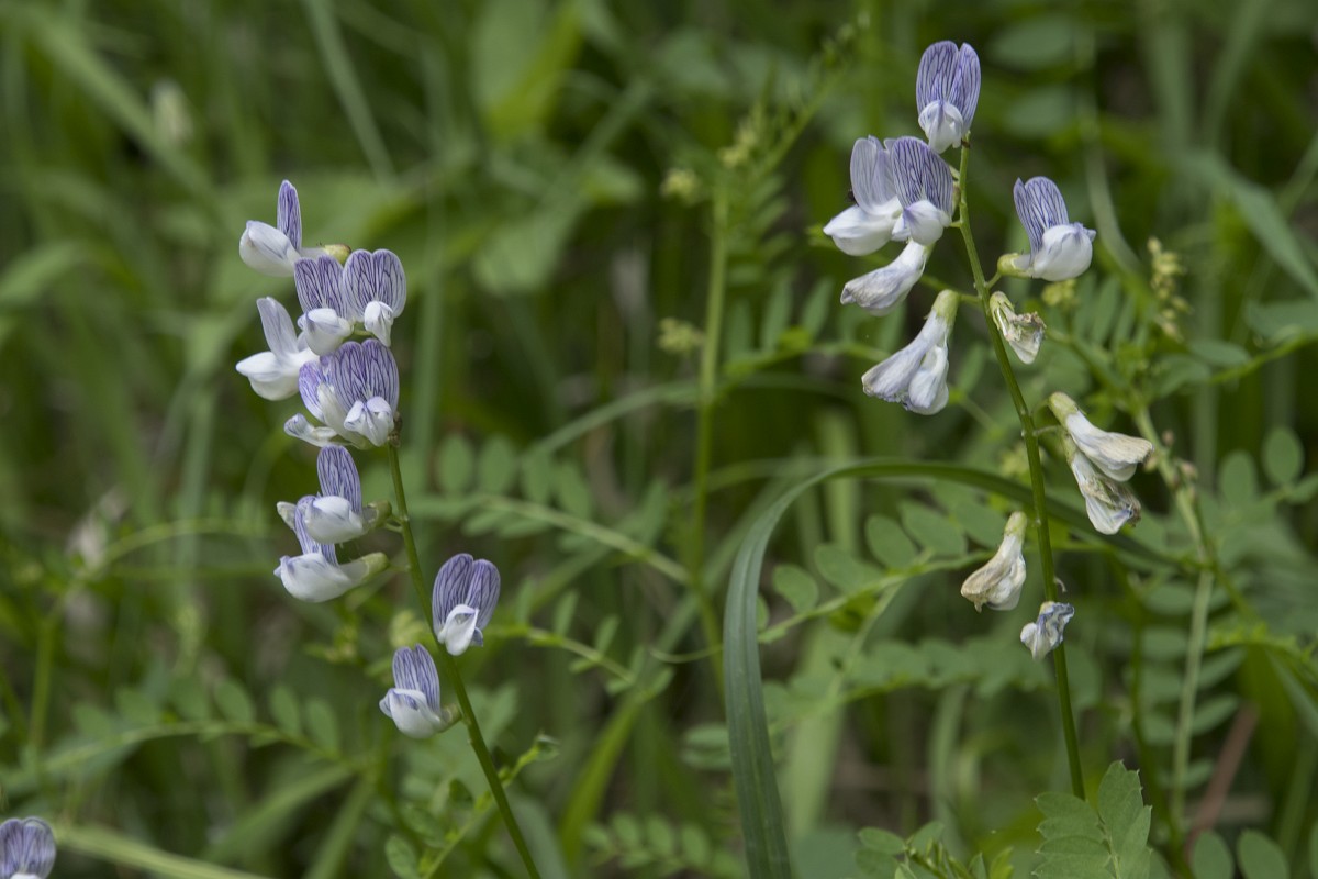 Vicia sylvatica, Wood Vetch