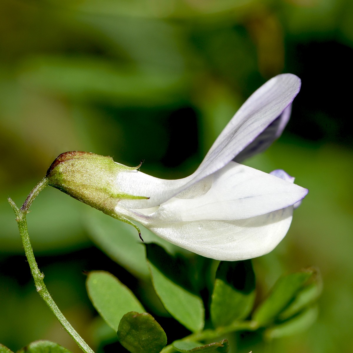 Vicia sylvatica, Wood Vetch