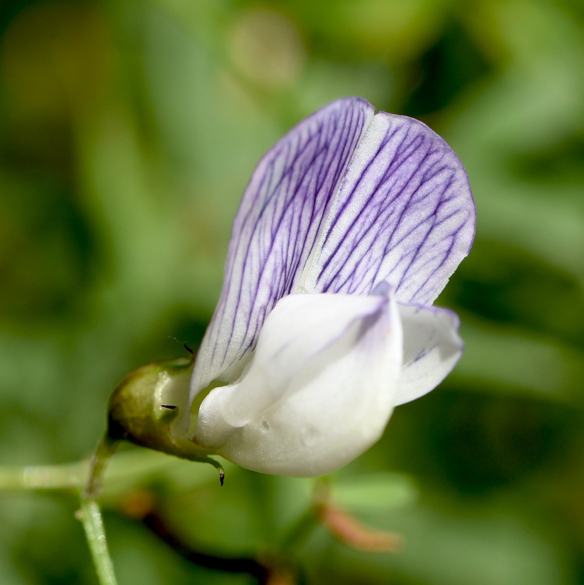 Vicia sylvatica, Wood Vetch