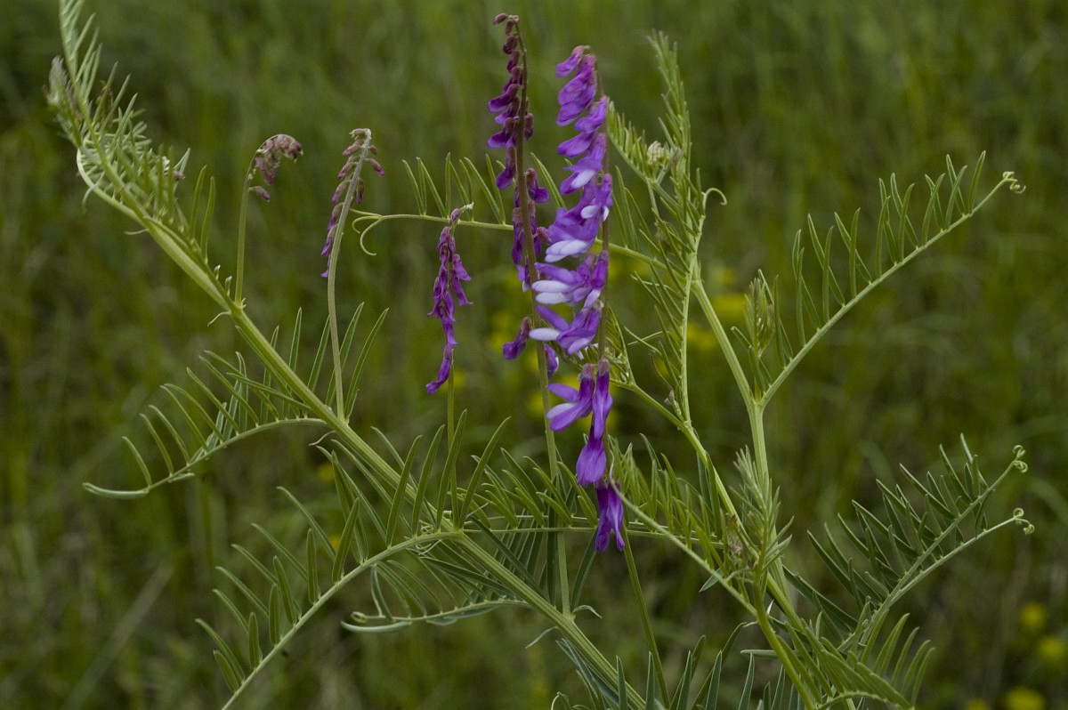 Vicia tenuifolia, Cow vetch