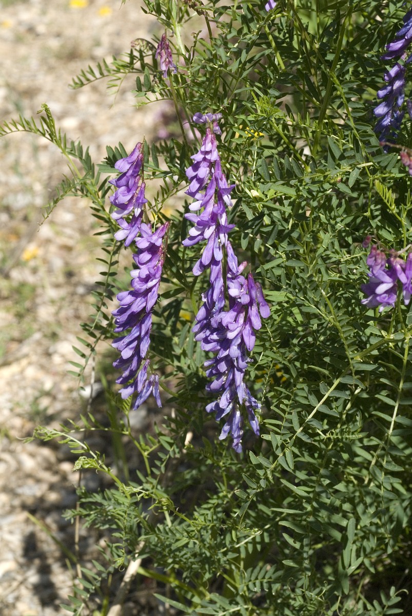 Vicia tenuifolia, Cow vetch