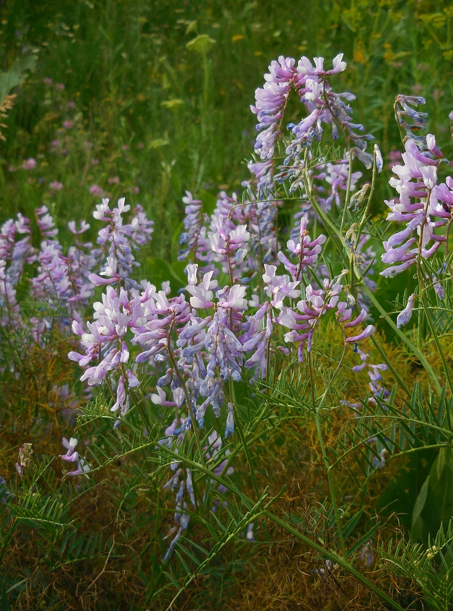 Vicia tenuifolia, Cow vetch