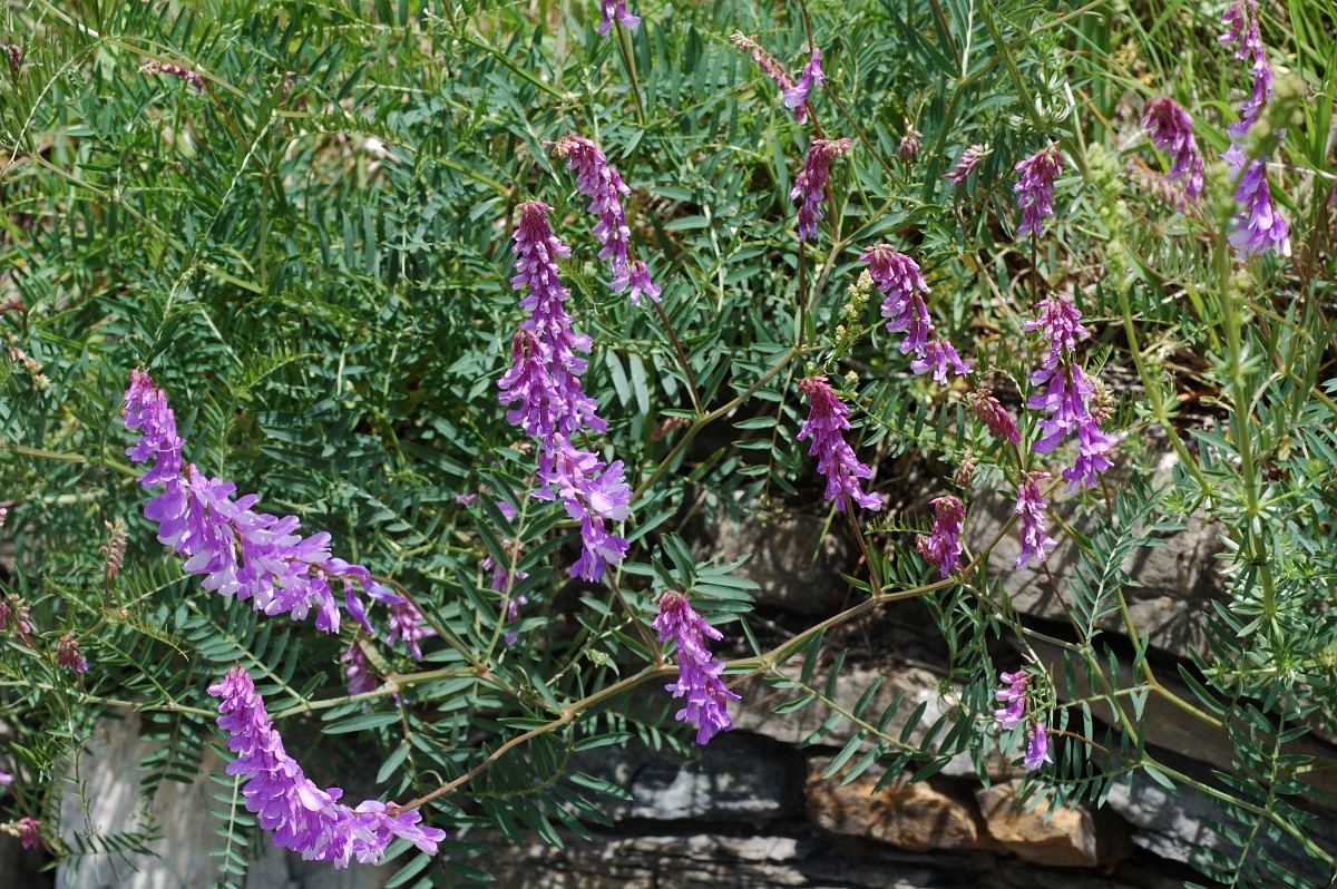 Vicia tenuifolia, Cow vetch