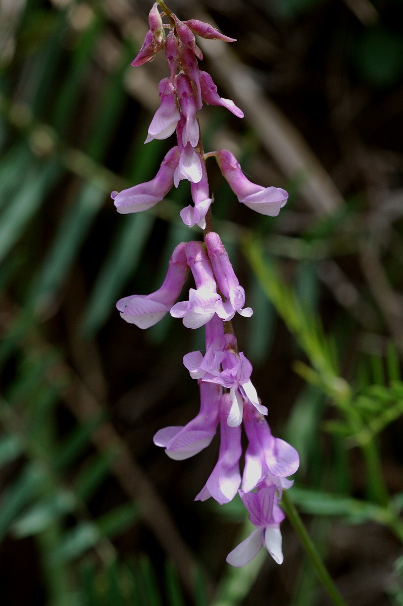 Vicia tenuifolia, Cow vetch