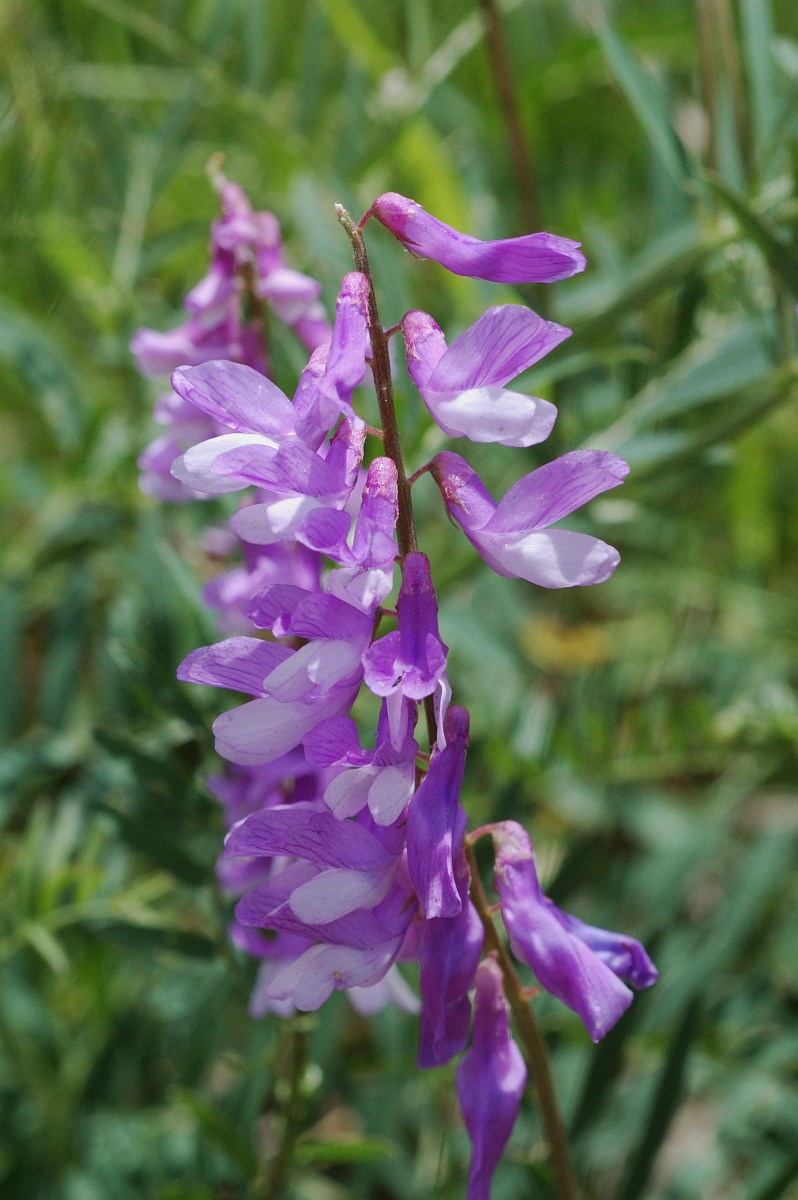 Vicia tenuifolia, Cow vetch