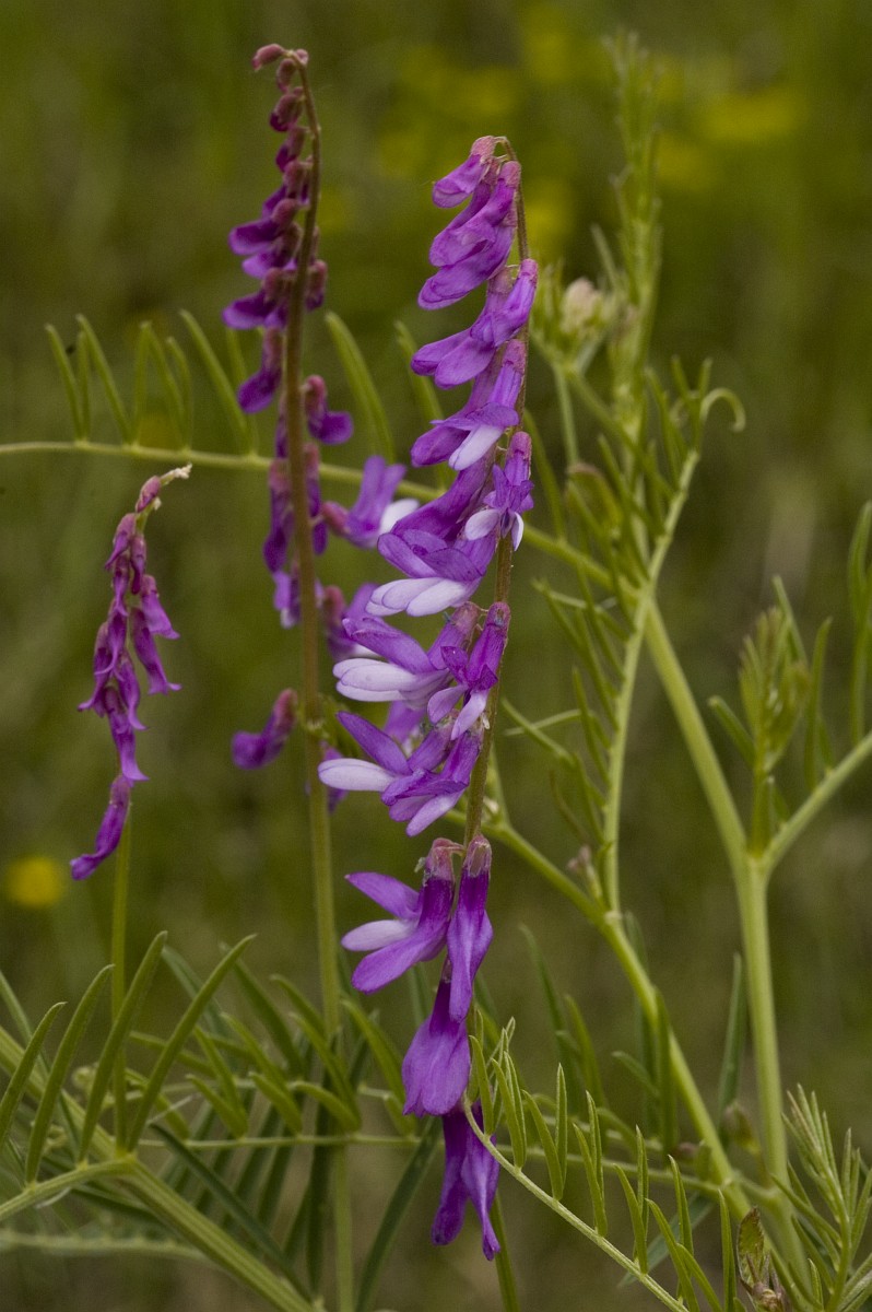 Vicia tenuifolia, Cow vetch