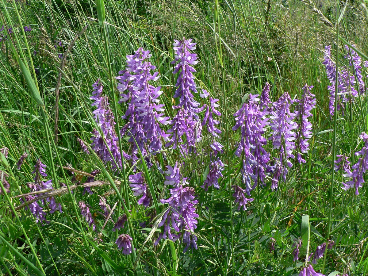 Vicia tenuifolia, Cow vetch