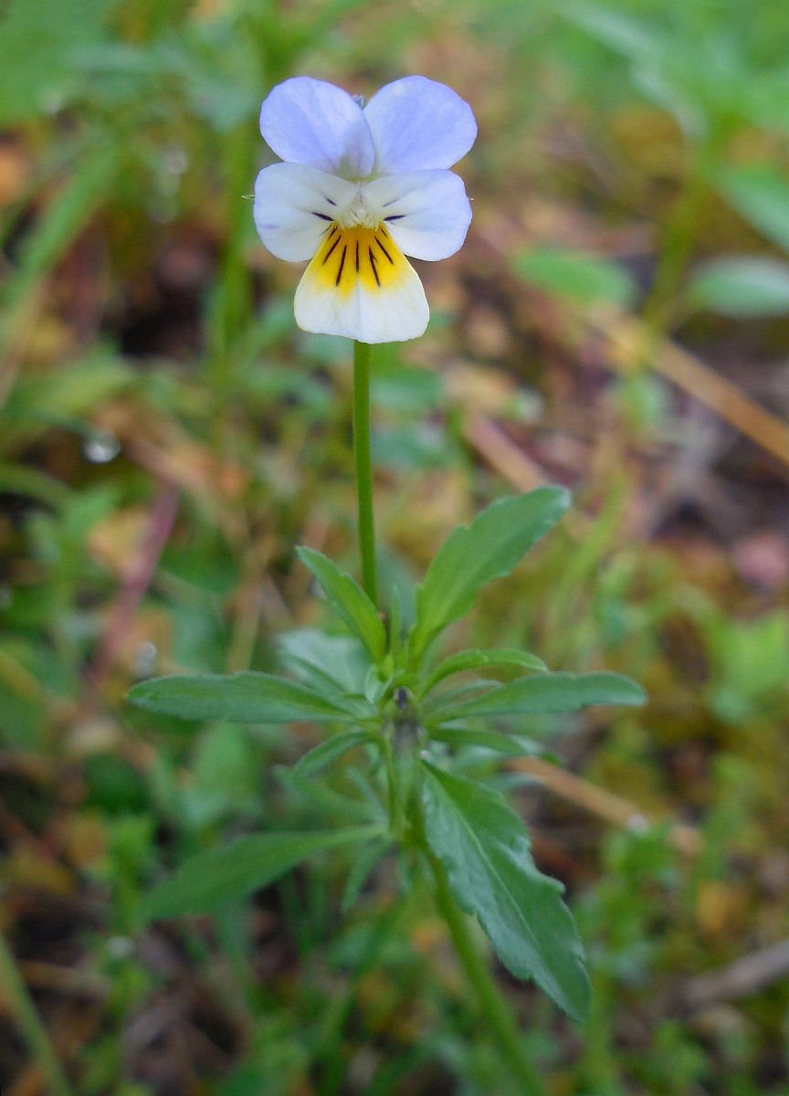 Viola arvensis, Field Pansy