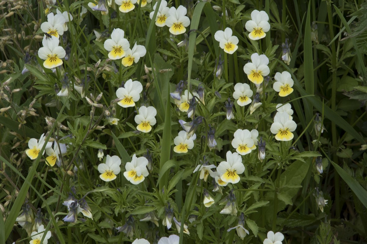 Viola arvensis, Field Pansy