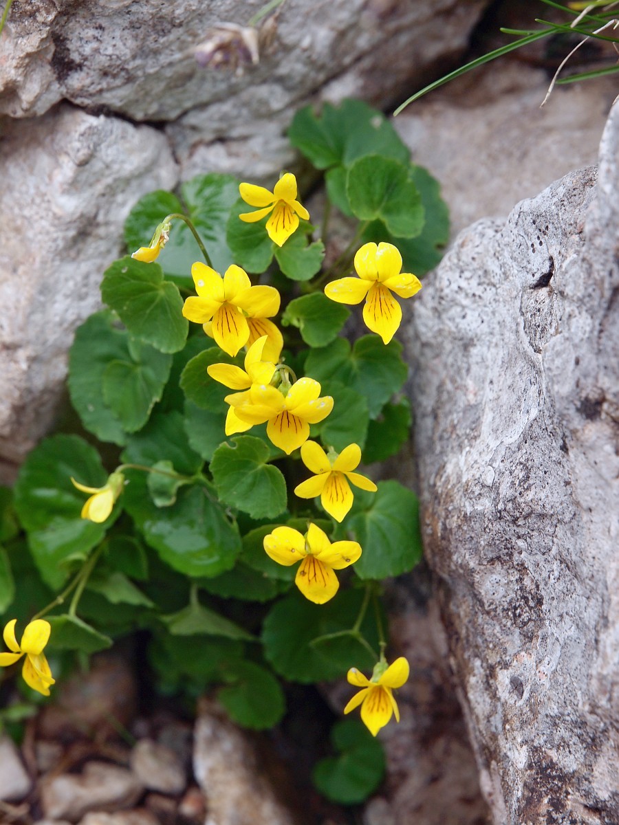 Viola biflora, Twin-flowered Yellow Violet