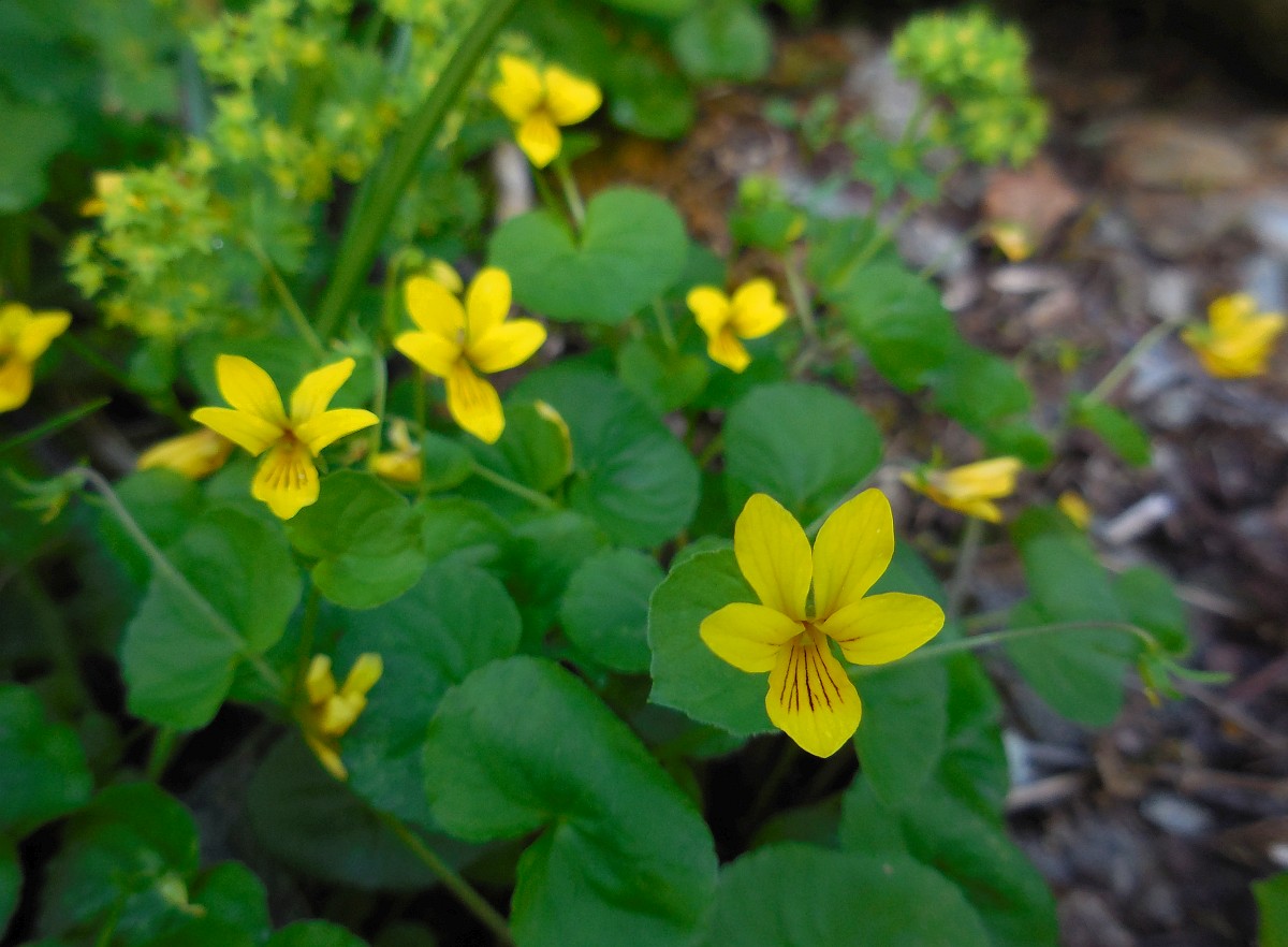 Viola biflora, Twin-flowered Yellow Violet