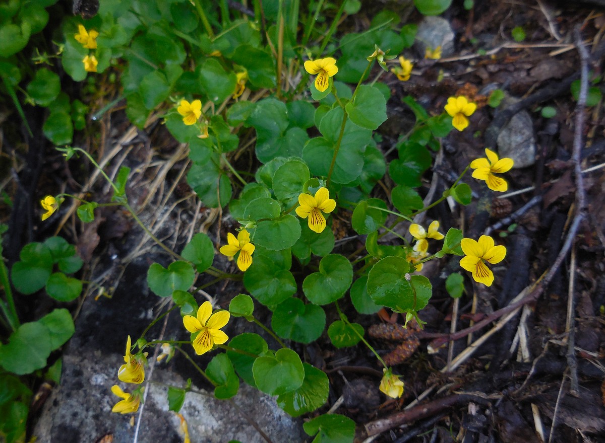 Viola biflora, Twin-flowered Yellow Violet