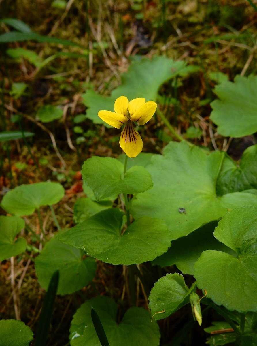Viola biflora, Twin-flowered Yellow Violet