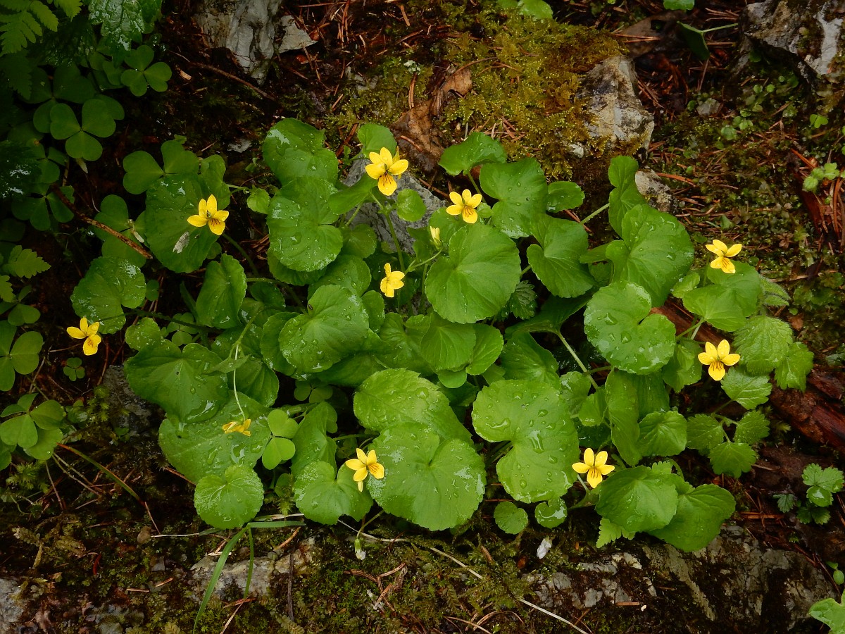 Viola biflora, Twin-flowered Yellow Violet