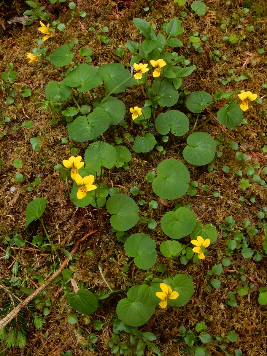 Viola biflora, Twin-flowered Yellow Violet