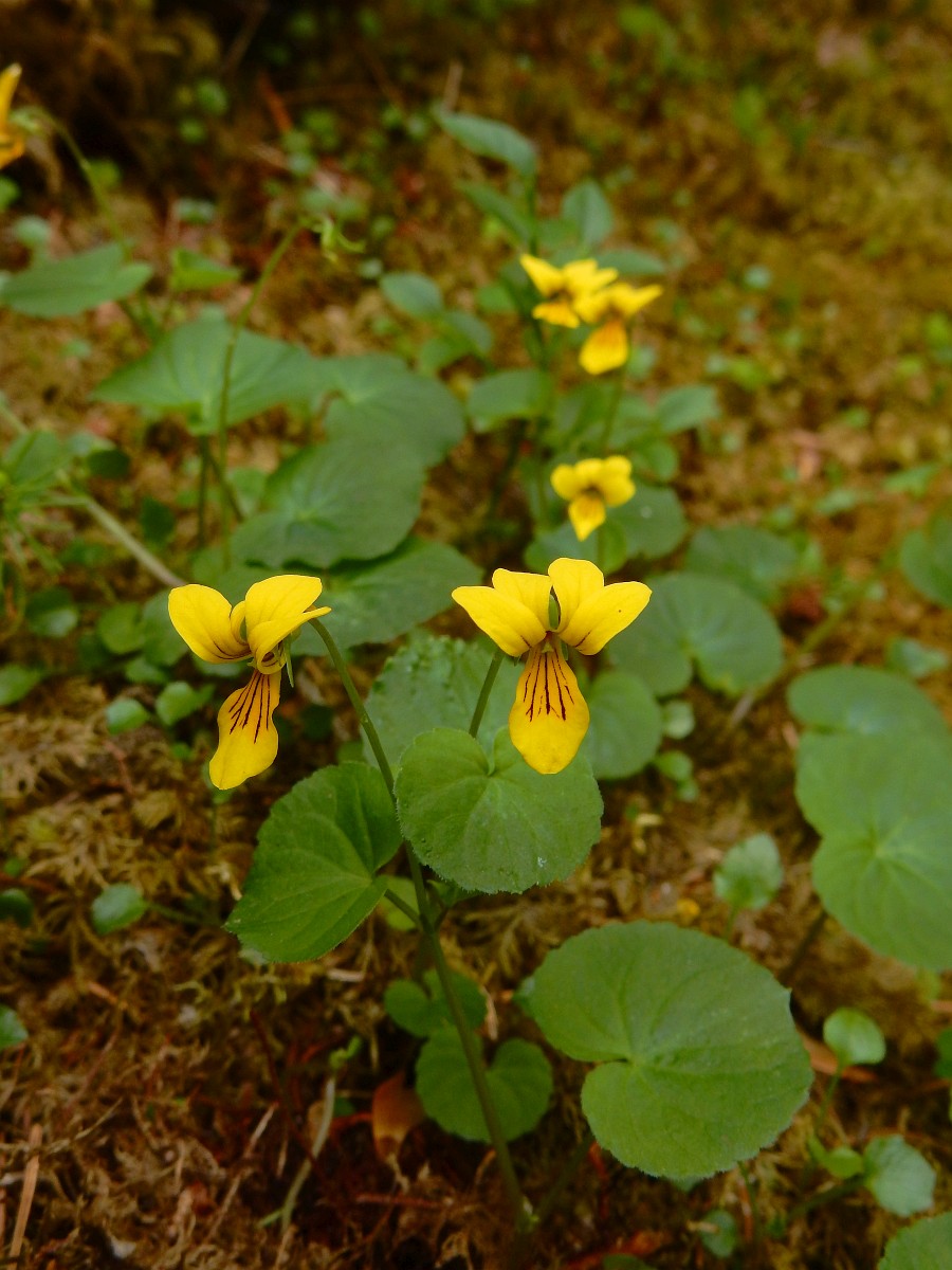Viola biflora, Twin-flowered Yellow Violet