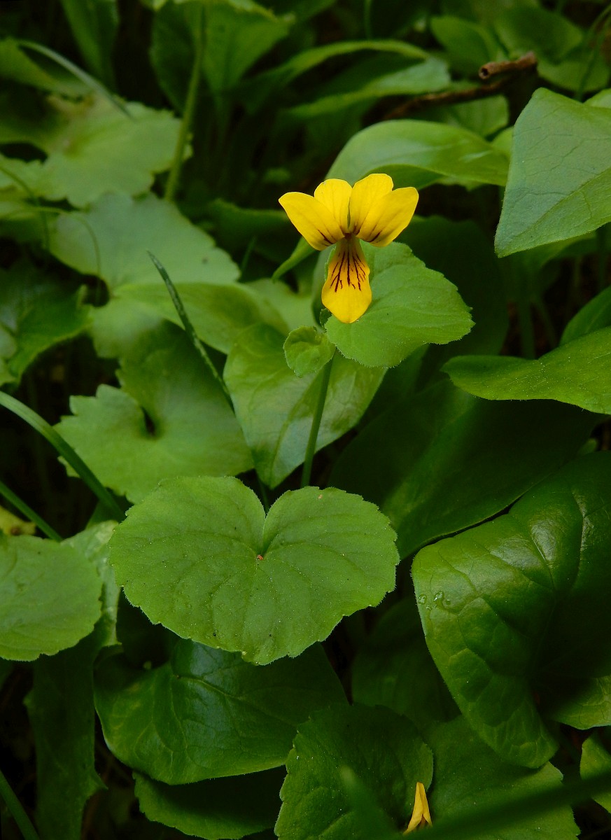Viola biflora, Twin-flowered Yellow Violet