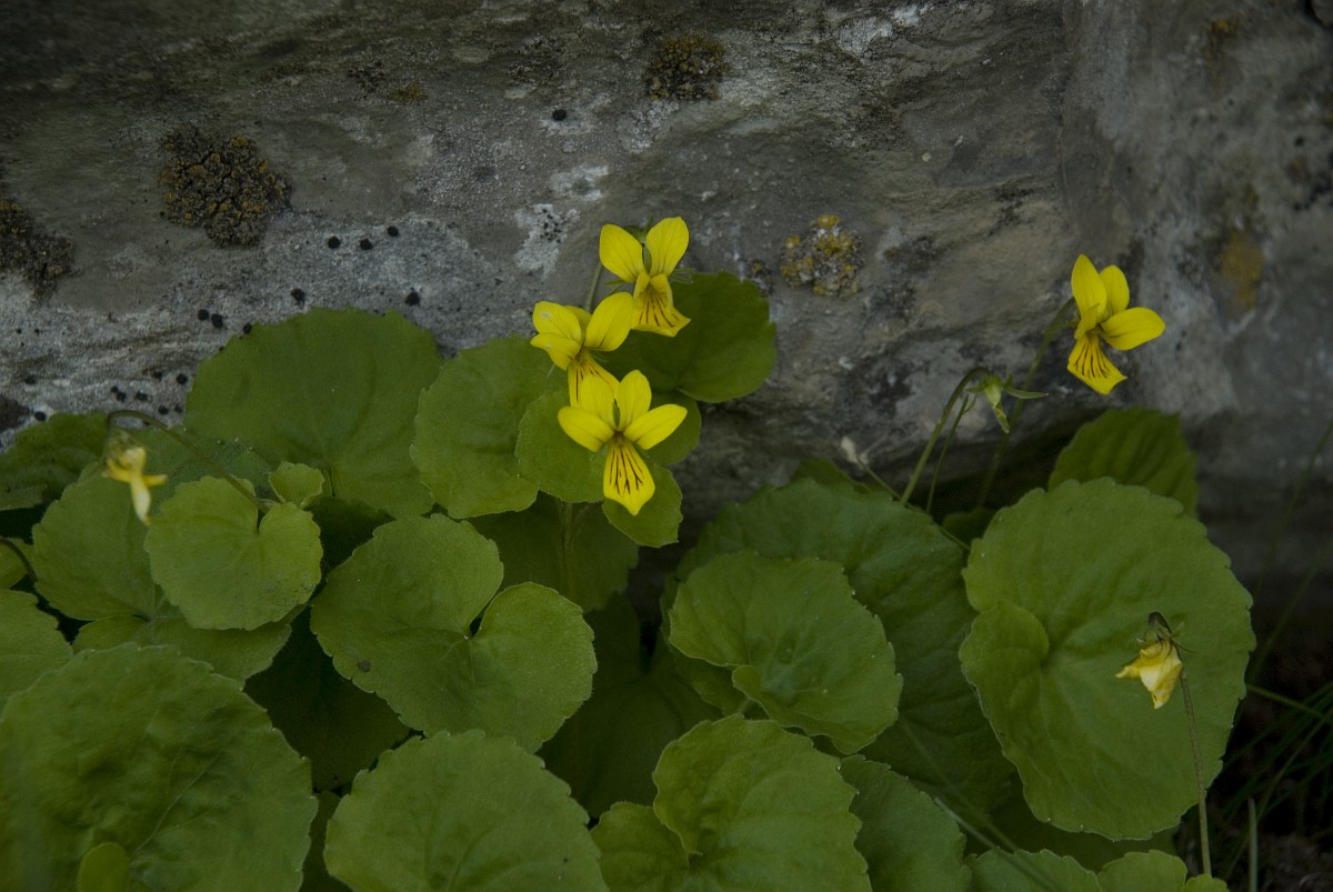 Viola biflora, Twin-flowered Yellow Violet