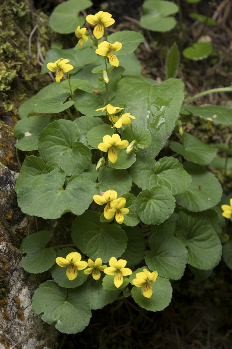 Viola biflora, Twin-flowered Yellow Violet