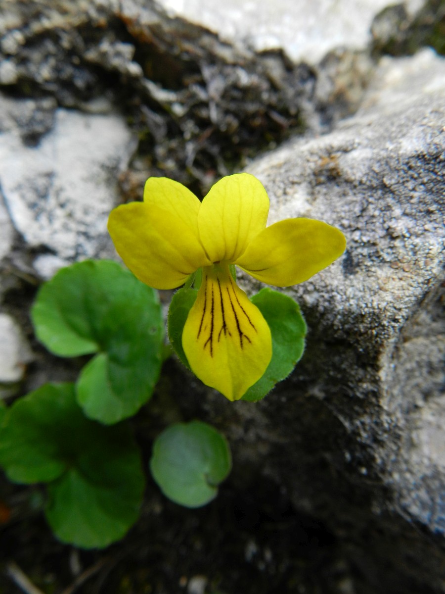 Viola biflora, Twin-flowered Yellow Violet
