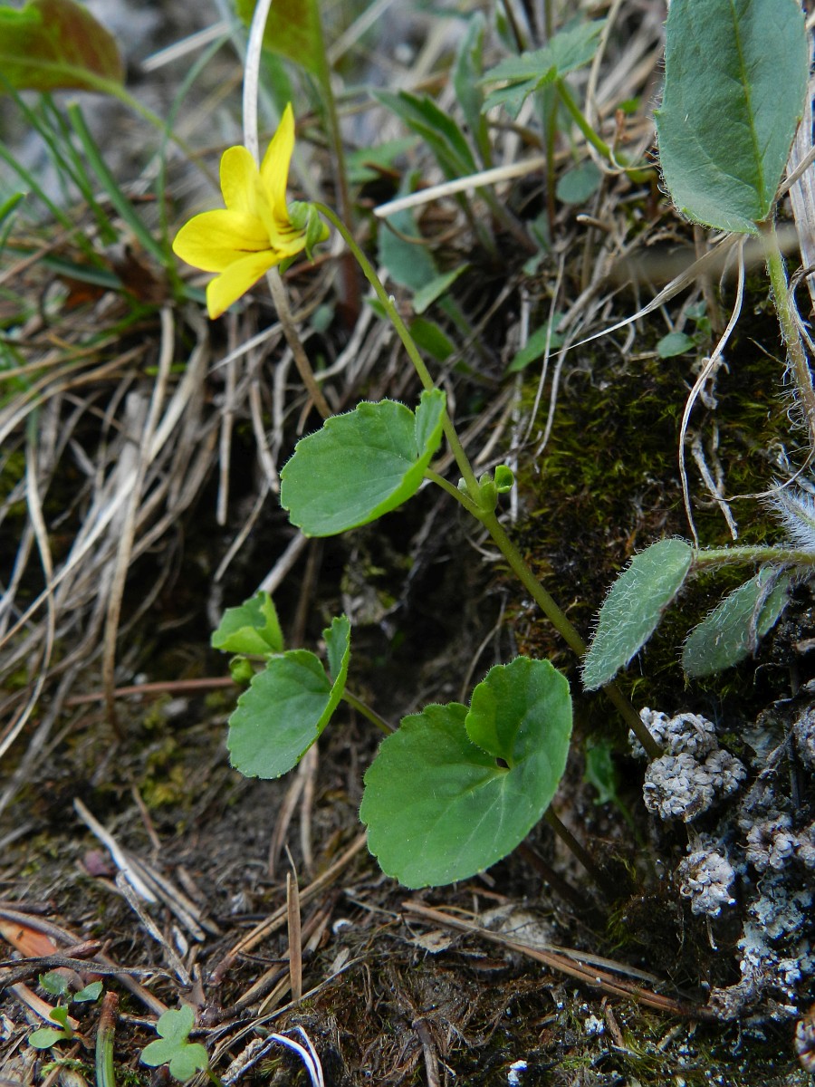 Viola biflora, Twin-flowered Yellow Violet