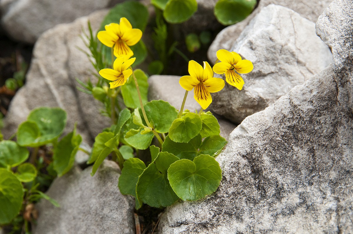 Viola biflora, Twin-flowered Yellow Violet